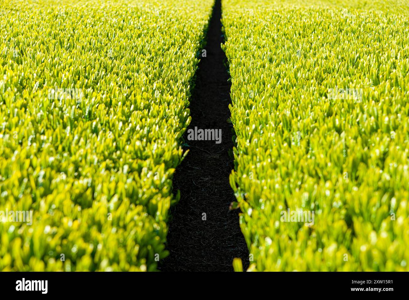 Japanese green tea plantation in sunny morning Stock Photo - Alamy
