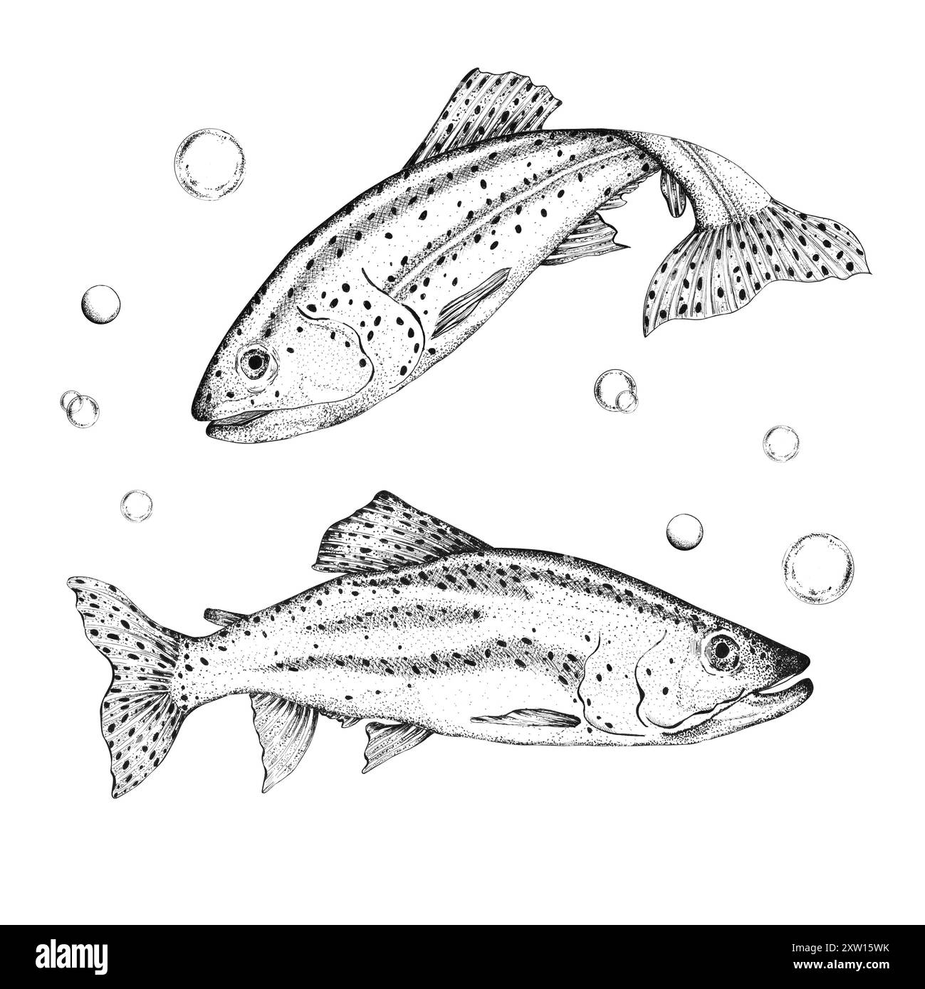 Rainbow and brown trout underwater with air bubbles. Fishing clipart ...