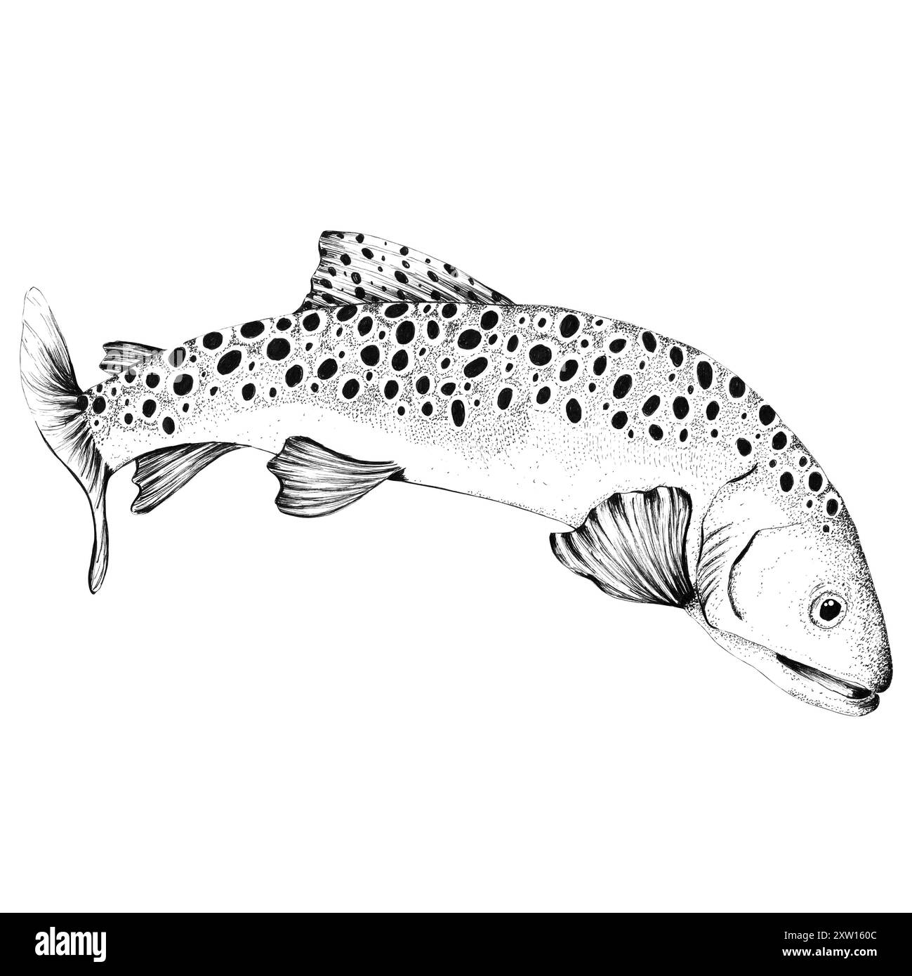 Brown trout ink illustration. Hand-drawn. River fish. Fishing clipart ...