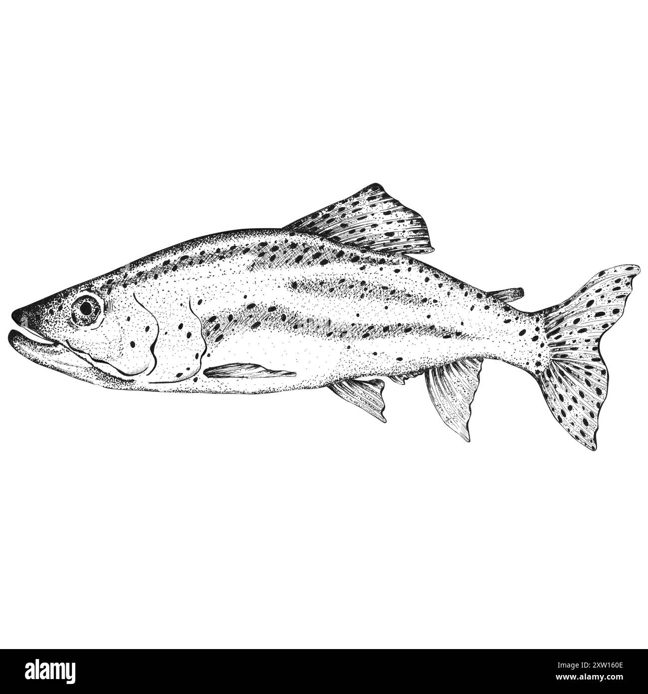 Rainbow trout ink illustration. Hand-drawn. River fish. Fishing clipart ...