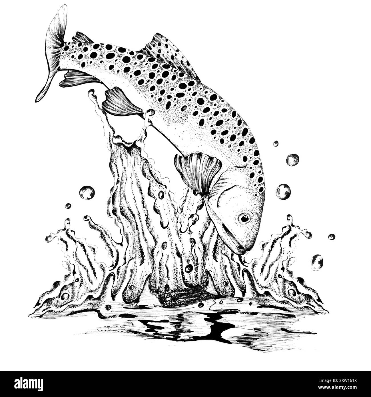 Jumping brown trout with water splash. Freshwater river fish. Fishing ...