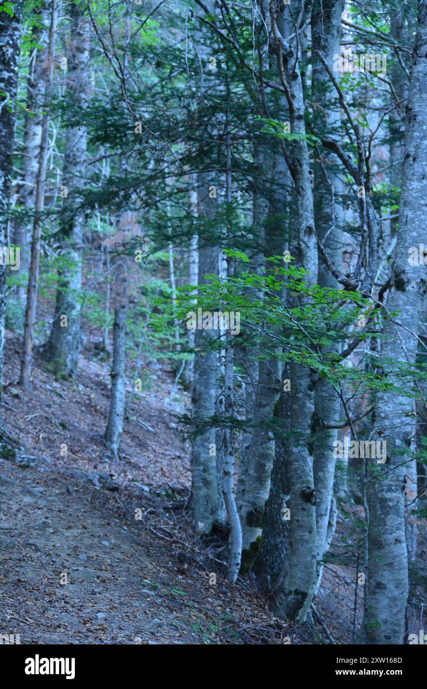 The Selva de Oza, an extensive beech and fir mixed forest in the ...