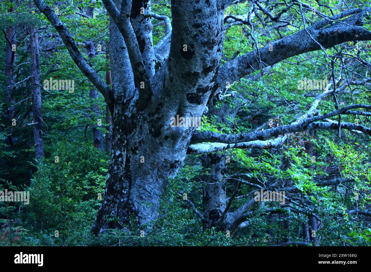 The Selva de Oza, an extensive beech and fir mixed forest in the ...