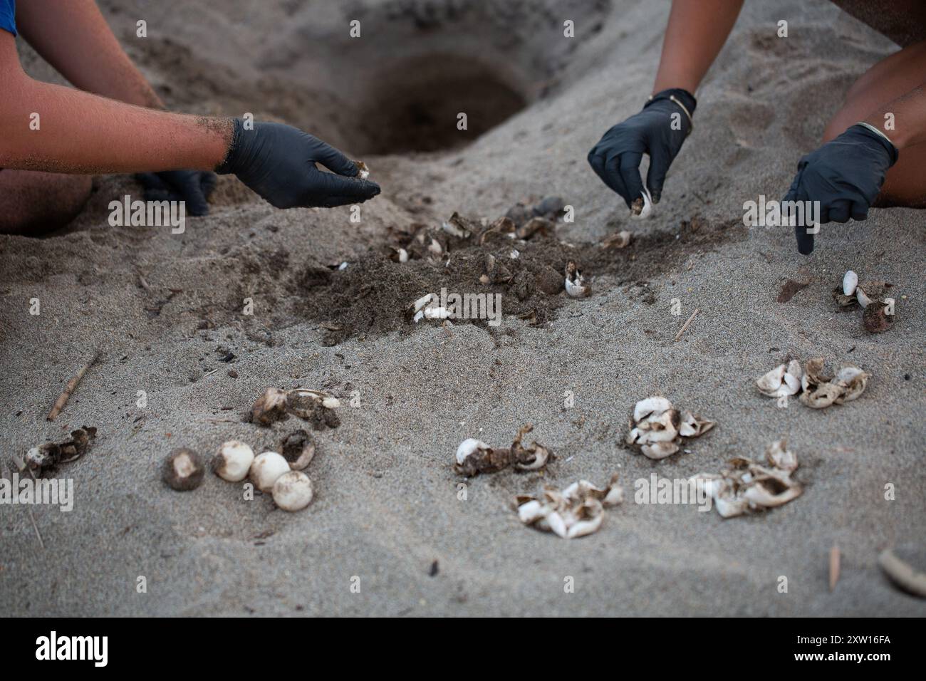 Biologists wearing gloves are counting empty sea turtle eggshells after ...