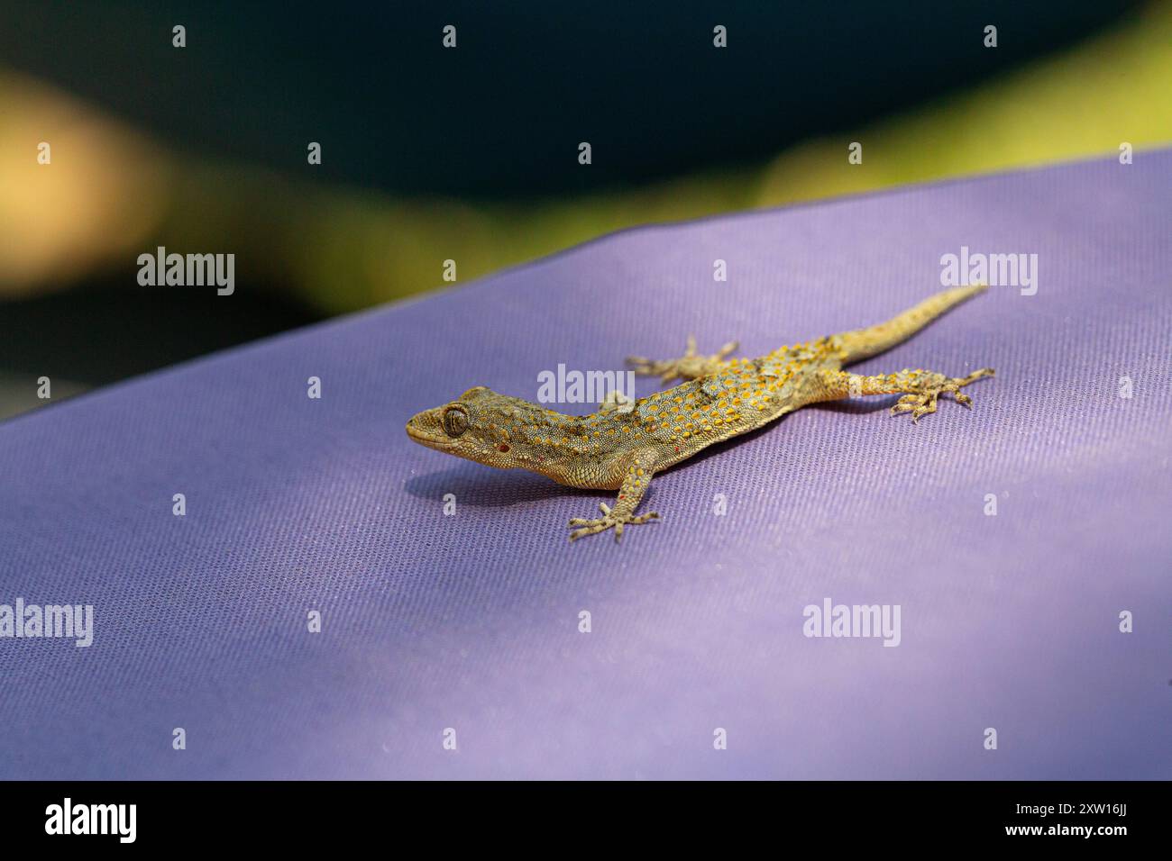 Small gecko lizard is resting on a purple surface Stock Photo - Alamy