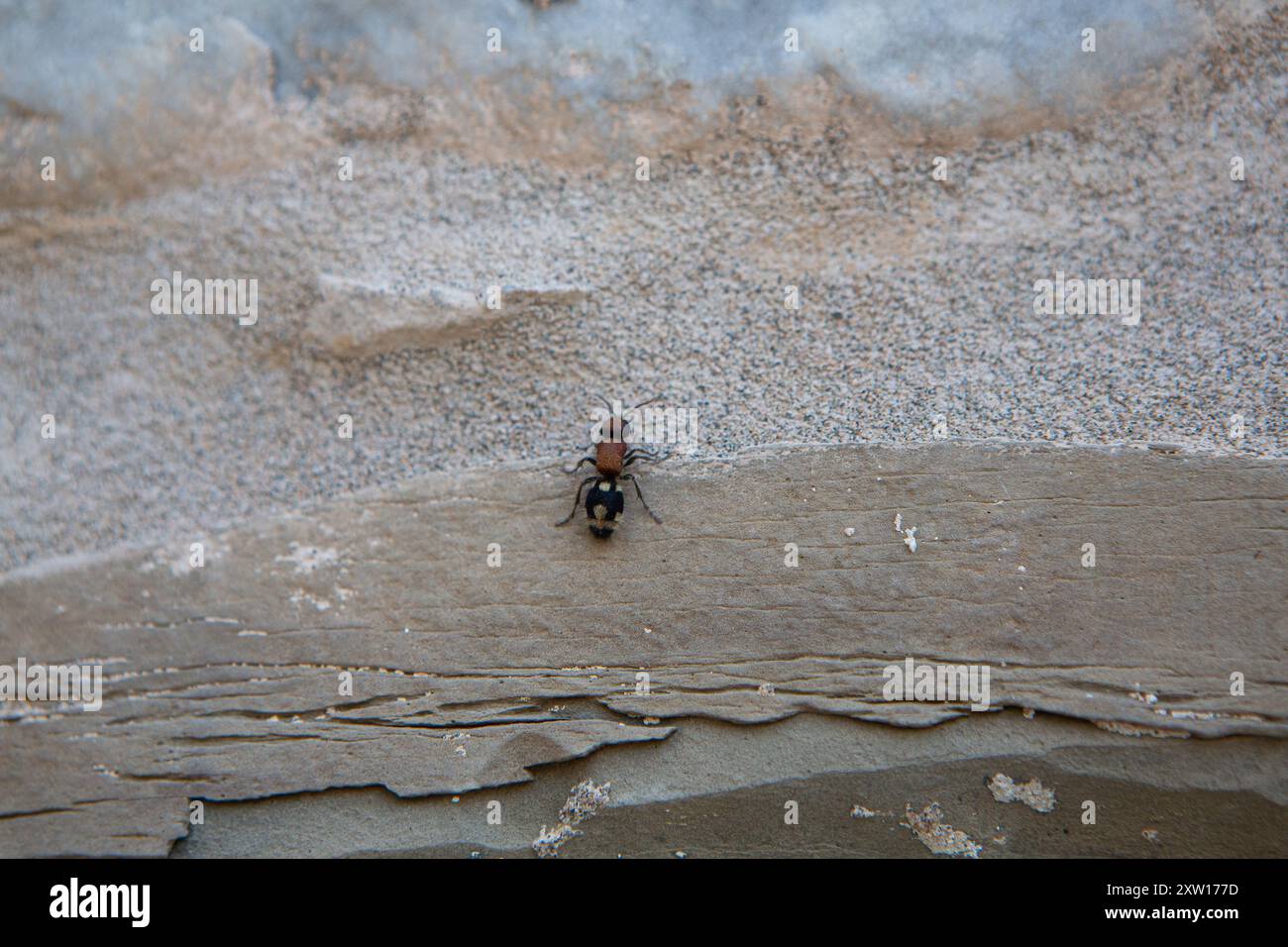 Red and black bug is crawling on a rock in the desert Stock Photo - Alamy