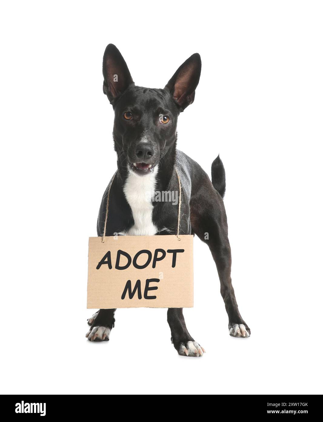 Cute black dog with sign Adopt Me on white background. Pet adoption ...