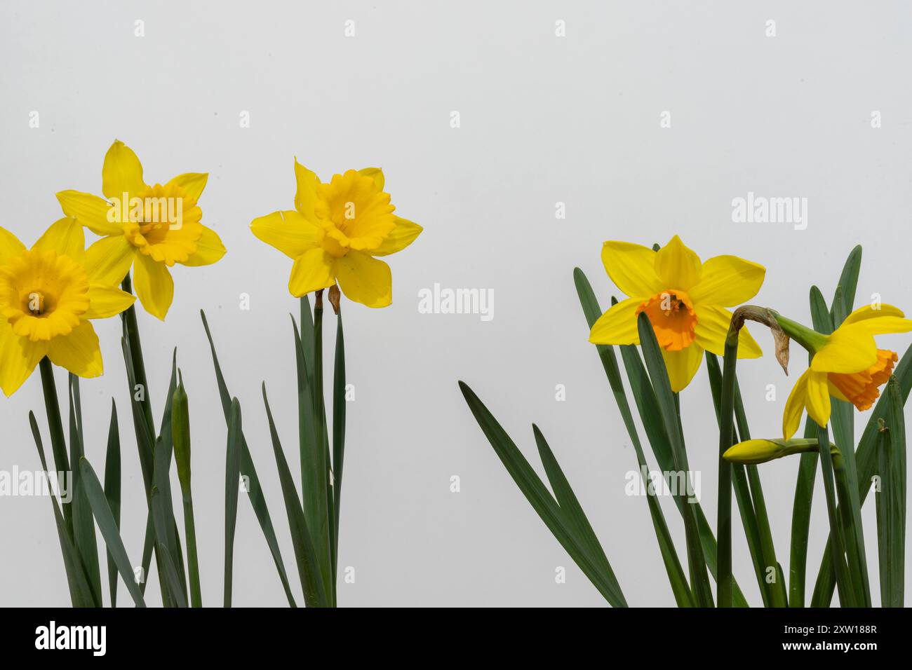 Narcissus pseudonarcissus isolated on hi-res stock photography and ...