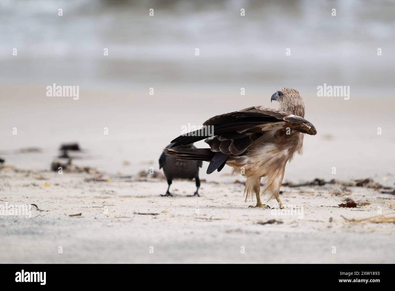 Thottappally beach hi-res stock photography and images - Alamy