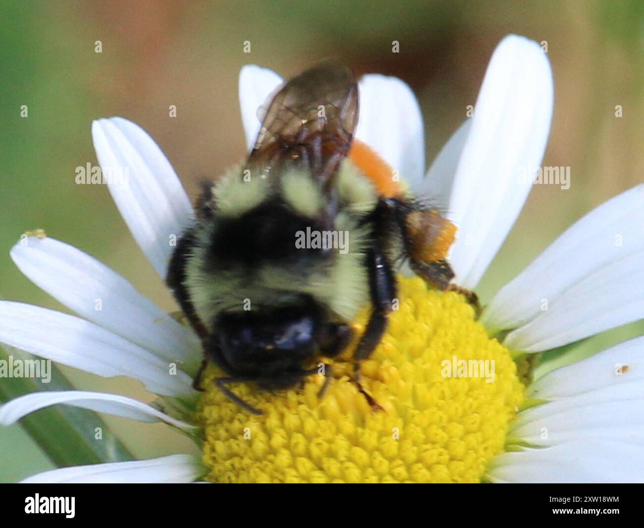 Tricolored Bumble Bee (Bombus ternarius) Insecta Stock Photo - Alamy