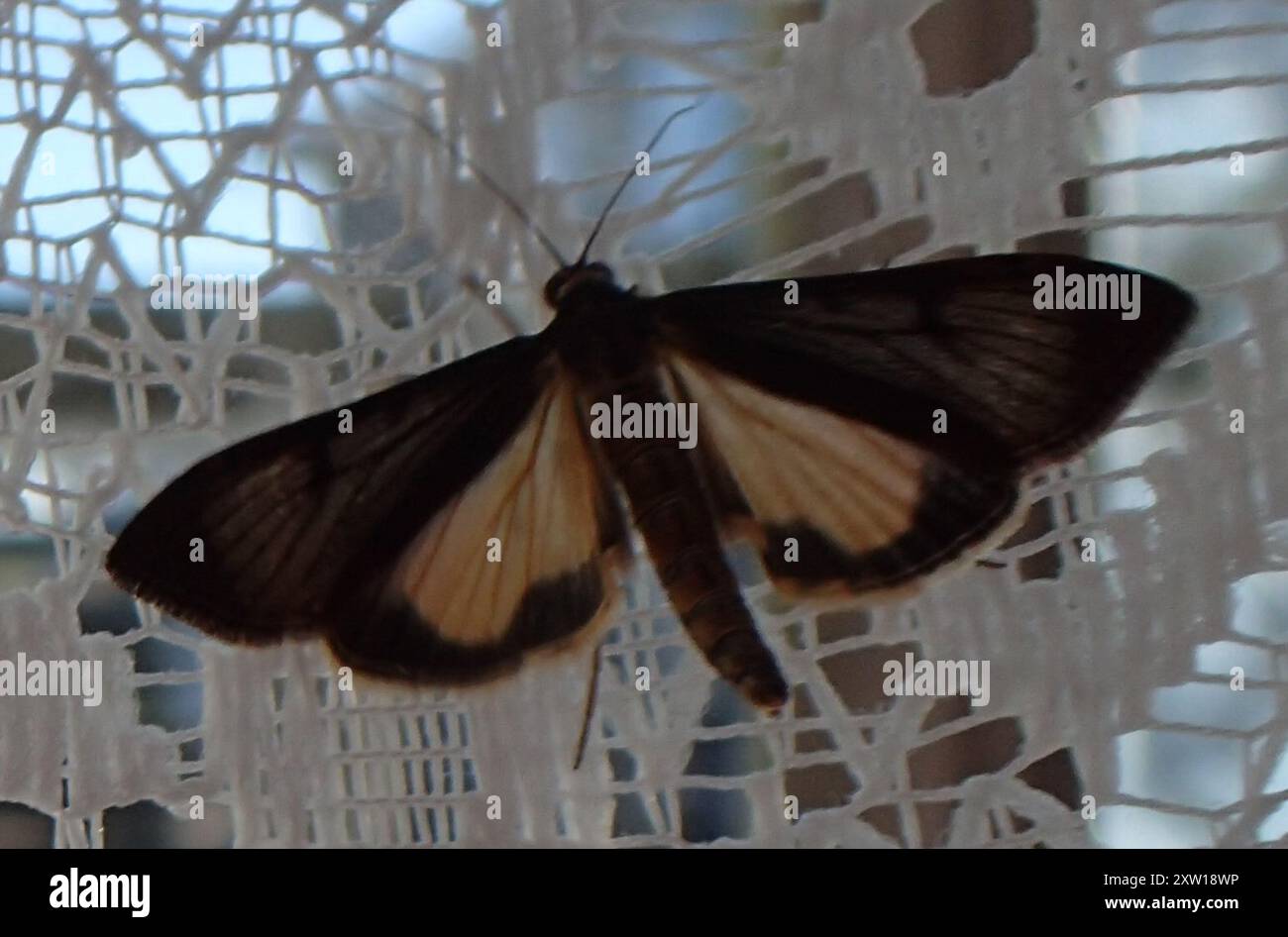 Tree Lucerne Moth (Uresiphita ornithopteralis) Insecta Stock Photo - Alamy