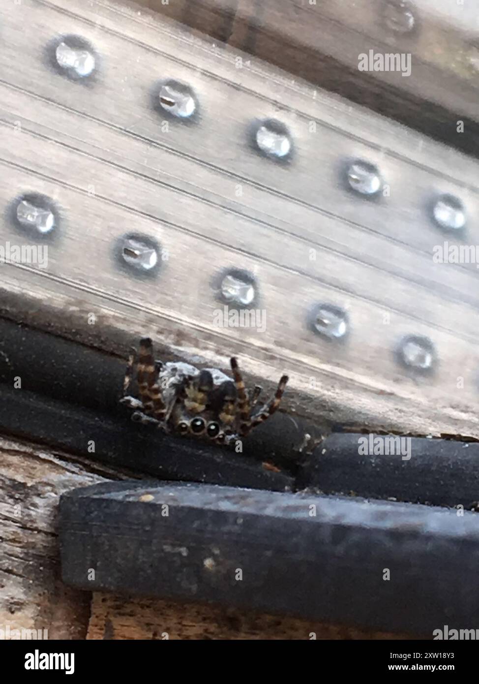 Downy jumping spider (Attulus pubescens) Arachnida Stock Photo - Alamy