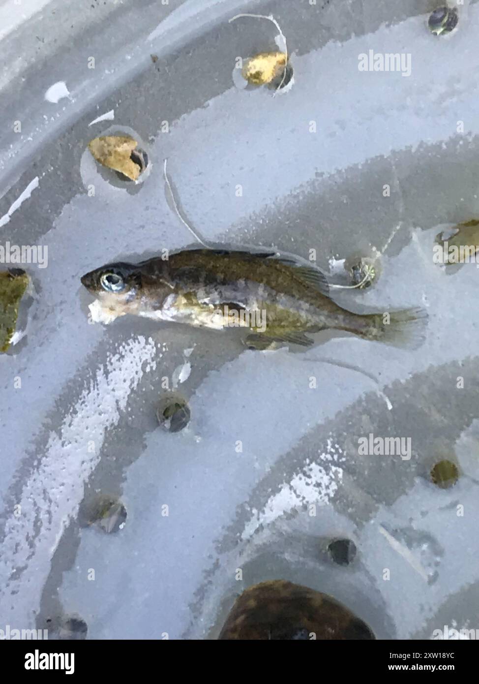 Brook Stickleback (Culaea inconstans) Actinopterygii Stock Photo - Alamy