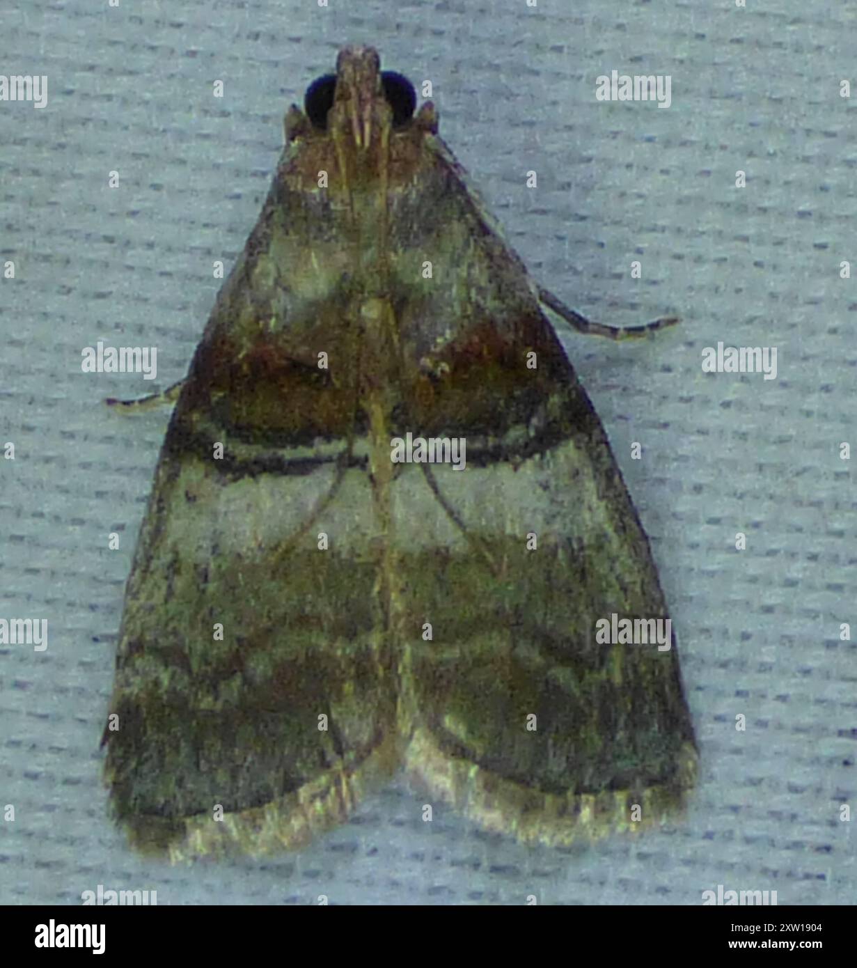 Maple Webworm Moth (Pococera asperatella) Insecta Stock Photo - Alamy