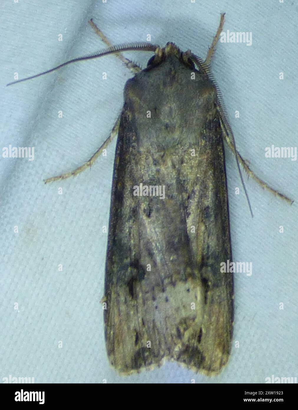 Ipsilon Dart Moth (Agrotis ipsilon) Insecta Stock Photo - Alamy