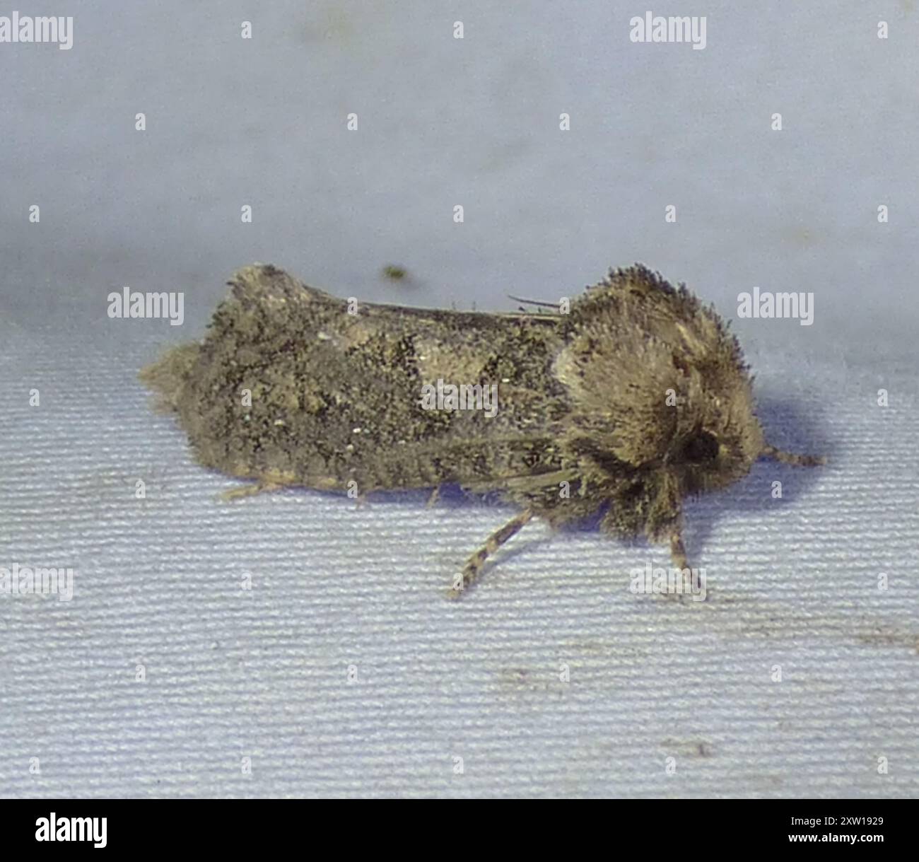 Arcane Grass Tubeworm Moth (Acrolophus arcanella) Insecta Stock Photo ...