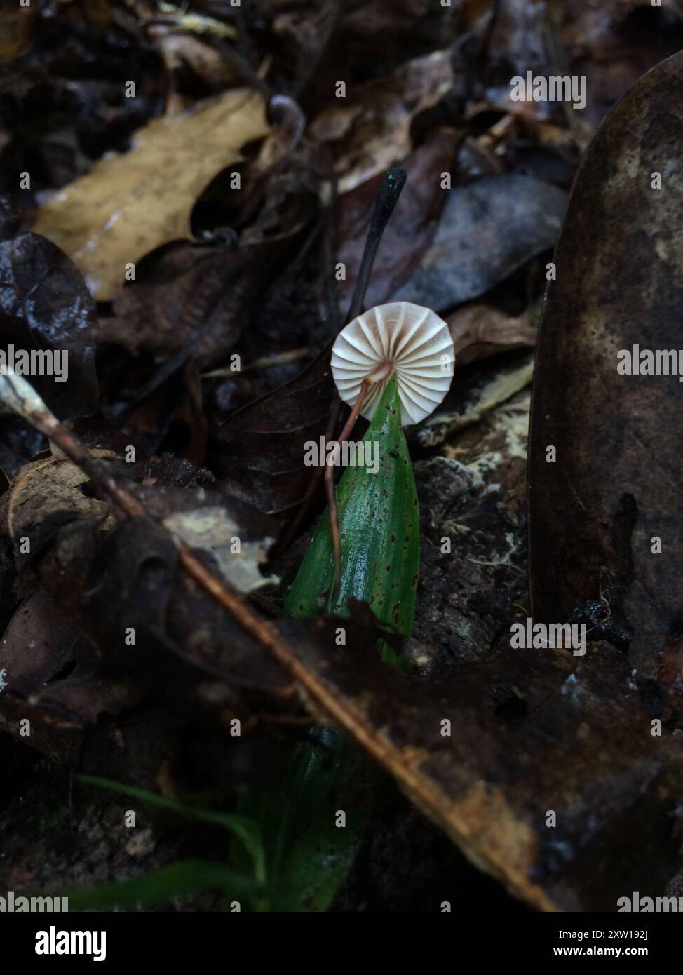 purple pinwheel (Marasmius haematocephalus) Fungi Stock Photo - Alamy