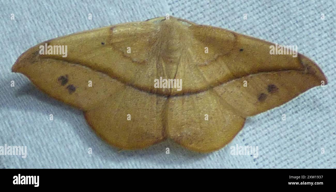 Juniper Geometer Moth (Patalene olyzonaria) Insecta Stock Photo - Alamy