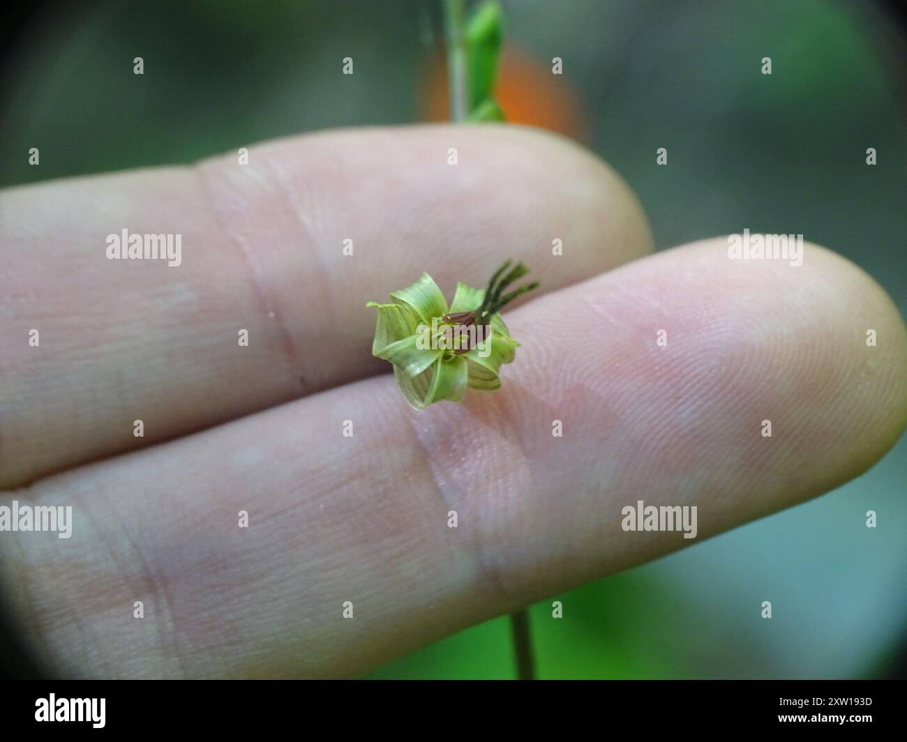 tall rattlesnake root (Nabalus altissimus) Plantae Stock Photo - Alamy