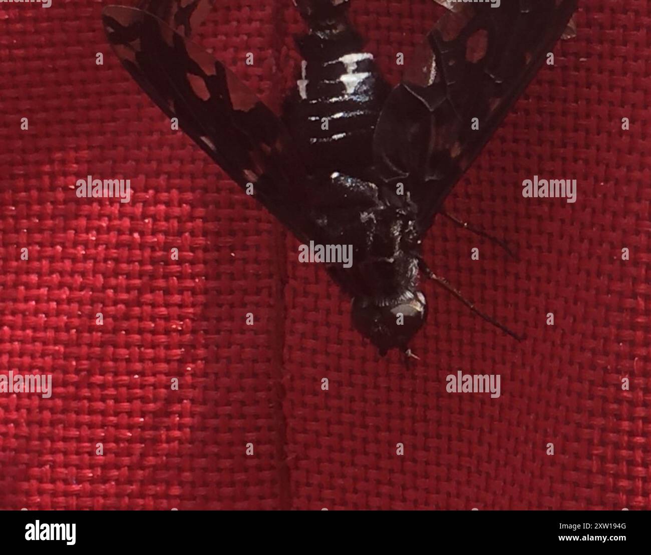 Tiger Bee Fly (Xenox tigrinus) Insecta Stock Photo - Alamy