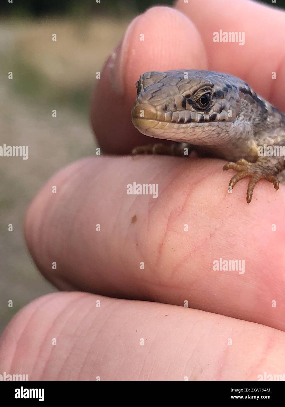 Northern Alligator Lizard (Elgaria coerulea) Reptilia Stock Photo - Alamy