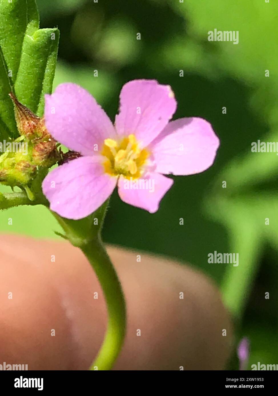 Pyramid Flower (Melochia pyramidata) Plantae Stock Photo - Alamy