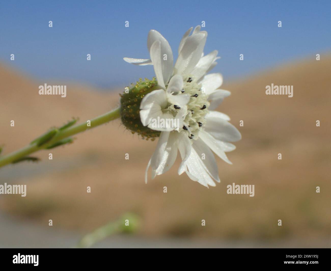 big tarplant (Blepharizonia plumosa) Plantae Stock Photo - Alamy