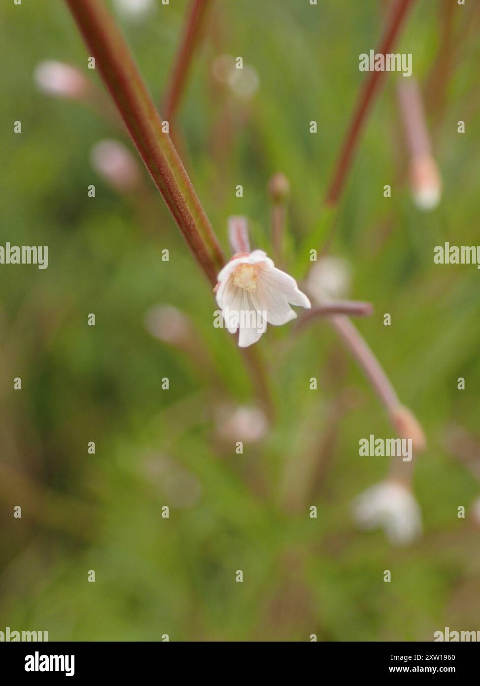Linear-leaf Willowherb (Epilobium leptophyllum) Plantae Stock Photo - Alamy