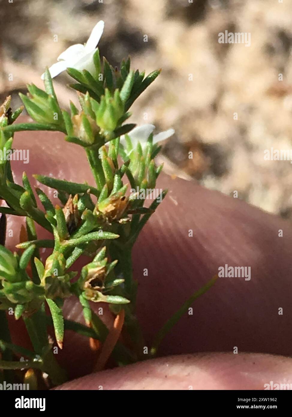 Rust Weed (Polypremum procumbens) Plantae Stock Photo - Alamy