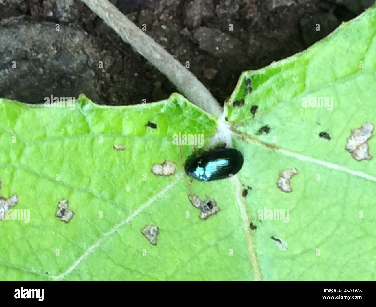 Studded Flea Beetles (Crepidodera) Insecta Stock Photo - Alamy