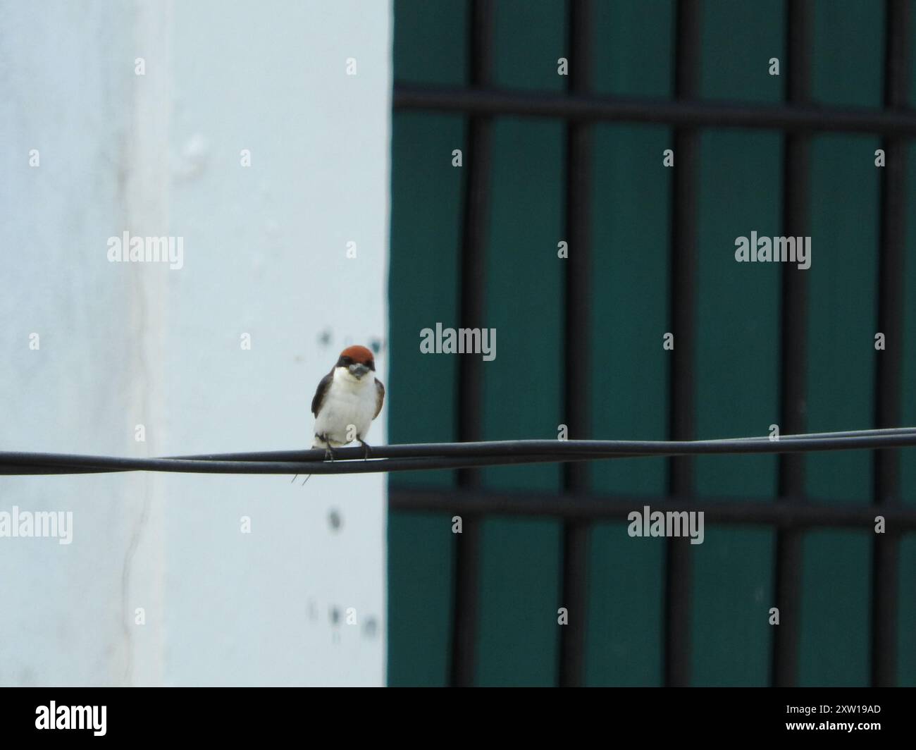 Wire-tailed Swallow (Hirundo smithii) Aves Stock Photo - Alamy