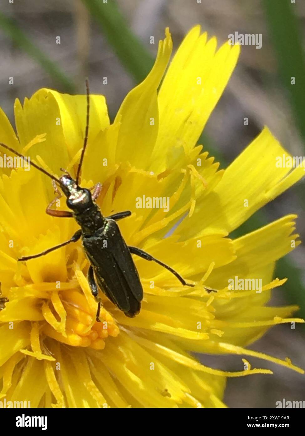 Yellow-legged Thick-legged Flower Beetle (Oedemera flavipes) Insecta ...