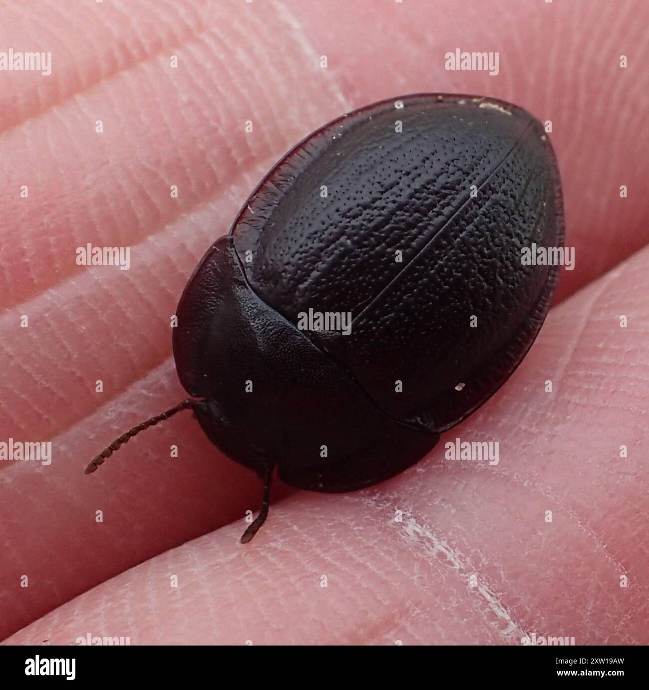 Infelix hi-res stock photography and images - Alamy