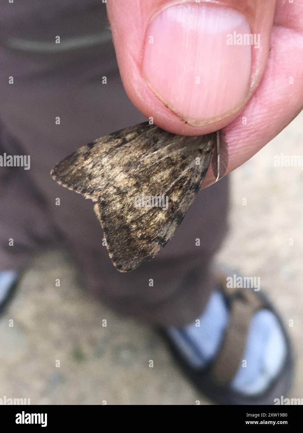 Spongy Moth (Lymantria dispar) Insecta Stock Photo - Alamy