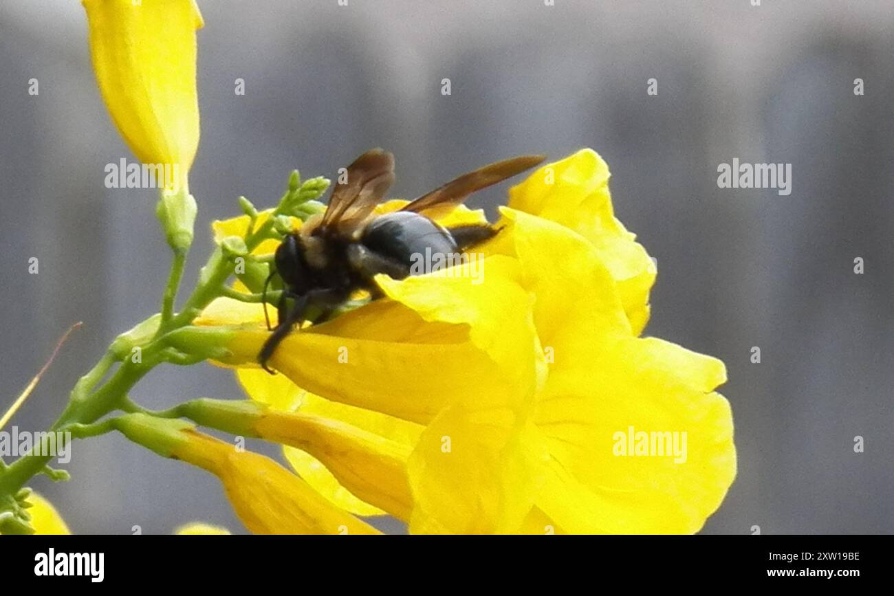 Eastern Carpenter Bee (Xylocopa virginica) Insecta Stock Photo - Alamy