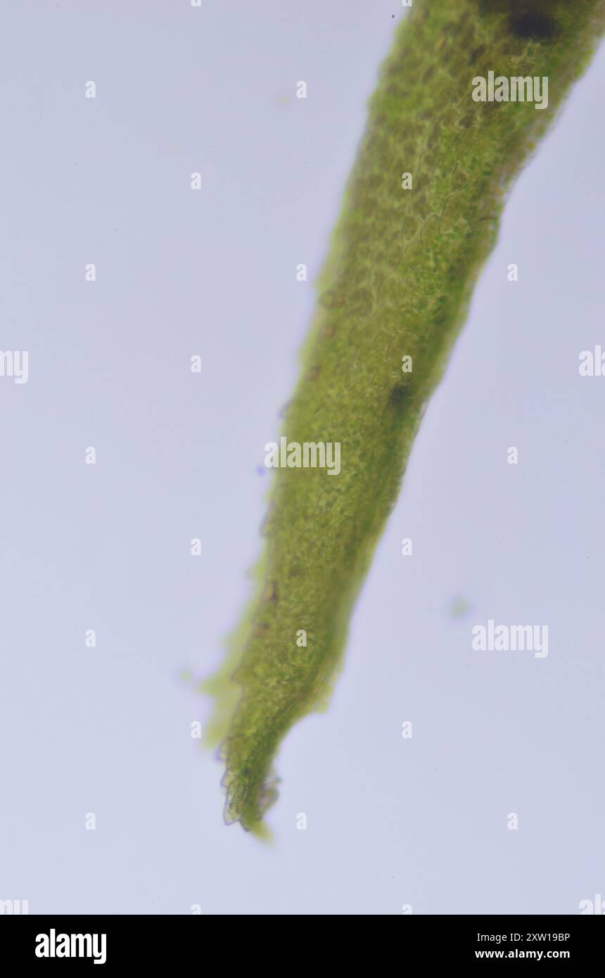 joint-toothed mosses (Bryopsida) Plantae Stock Photo - Alamy