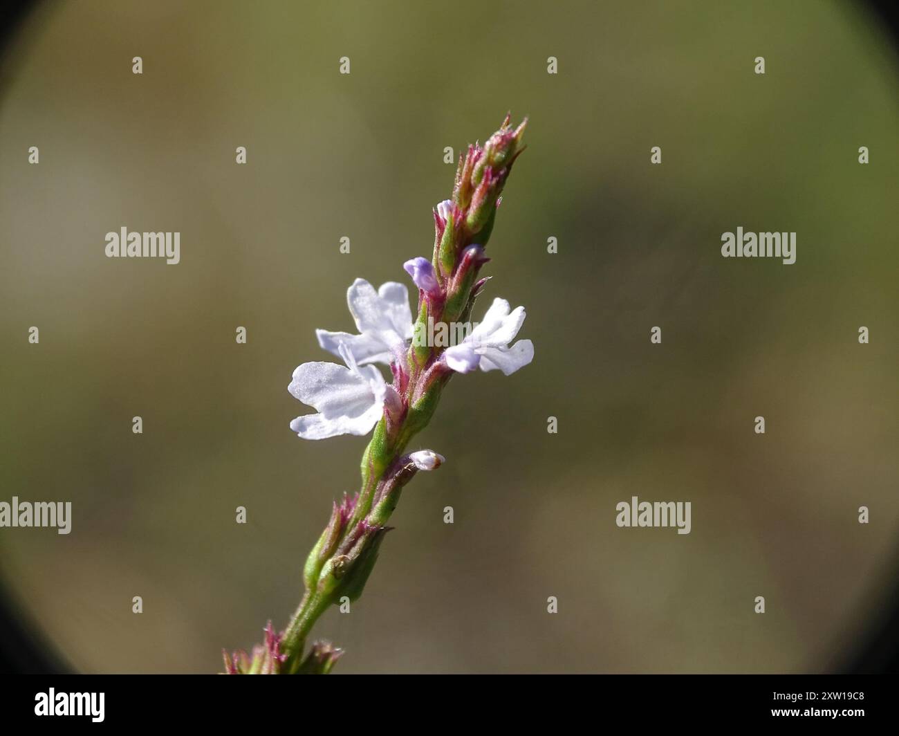 Verbena simplex hi-res stock photography and images - Alamy