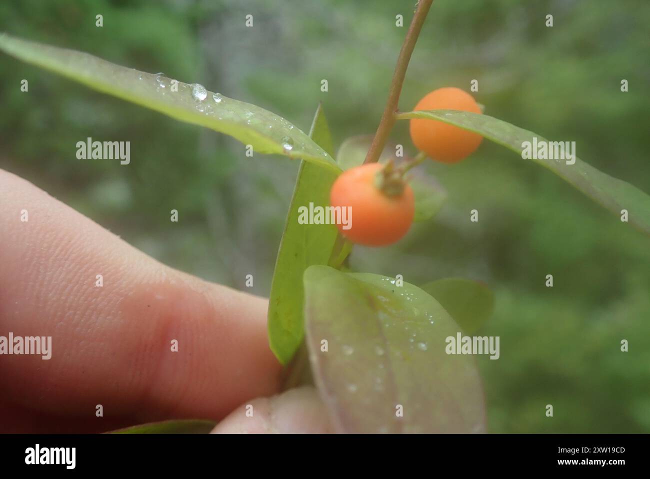 Northern Comandra (Geocaulon lividum) Plantae Stock Photo - Alamy