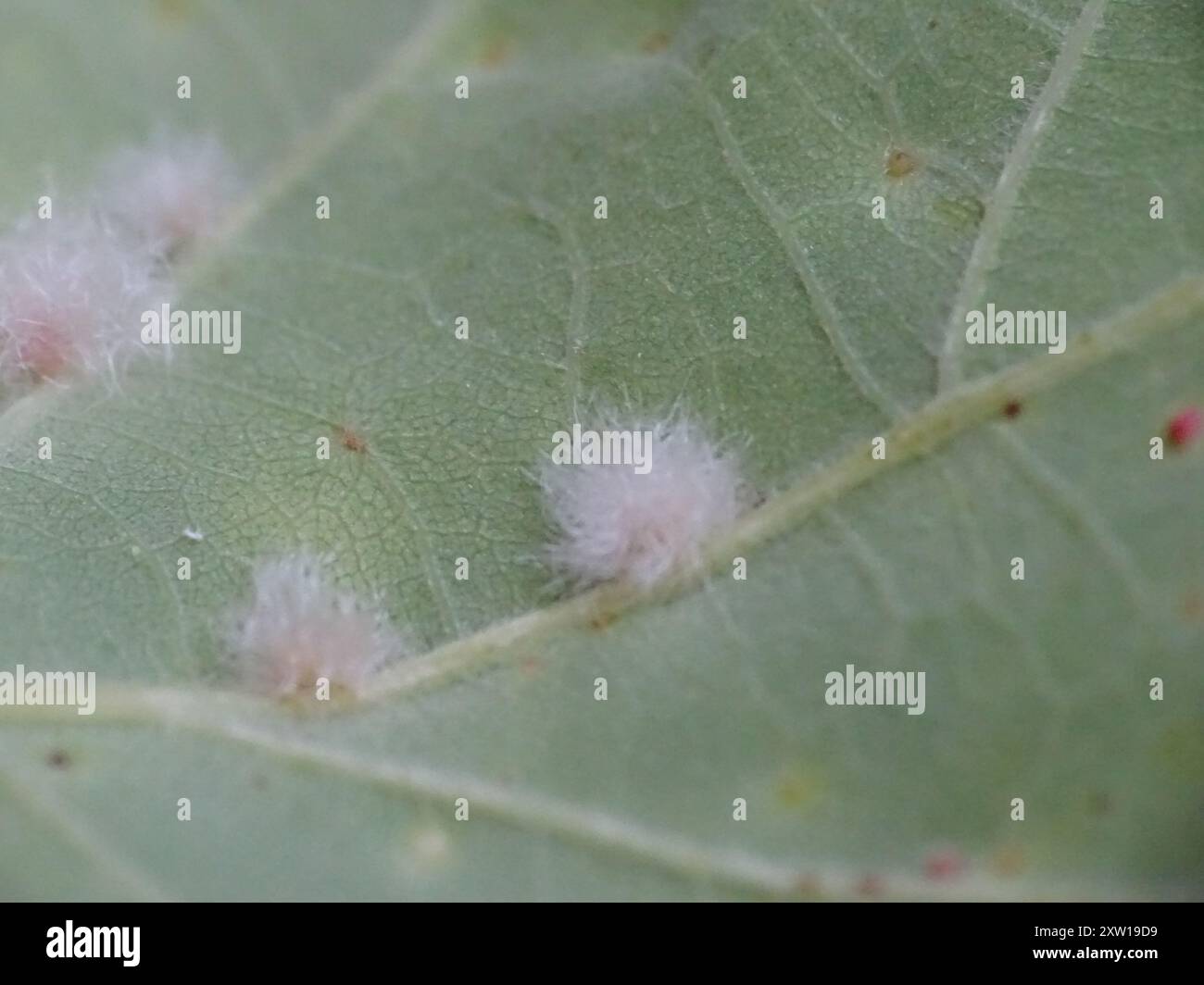 oak flake gall wasp (Neuroterus quercusverrucarum) Insecta Stock Photo ...