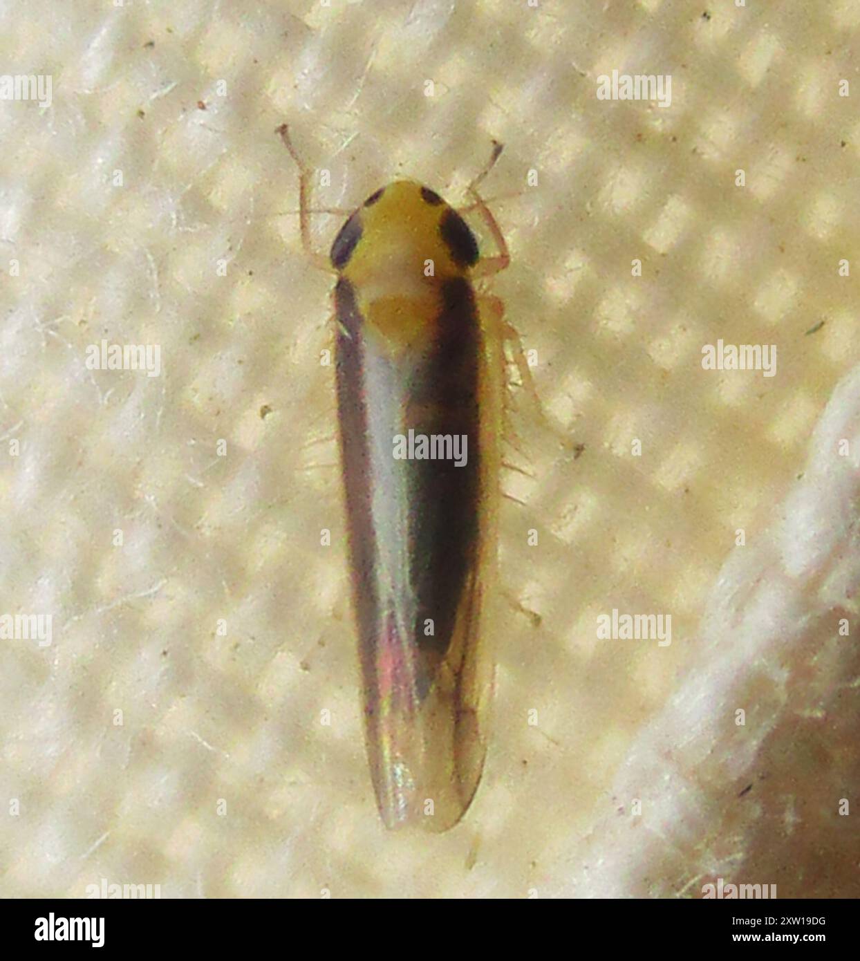 Maize Leafhopper (Cicadulina mbila) Insecta Stock Photo - Alamy