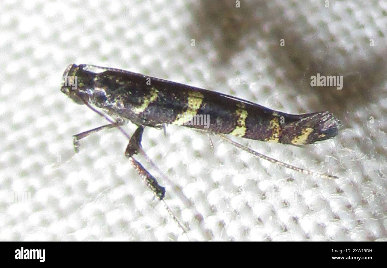 Leaf Blotch Miner Moths (Gracillariidae) Insecta Stock Photo - Alamy