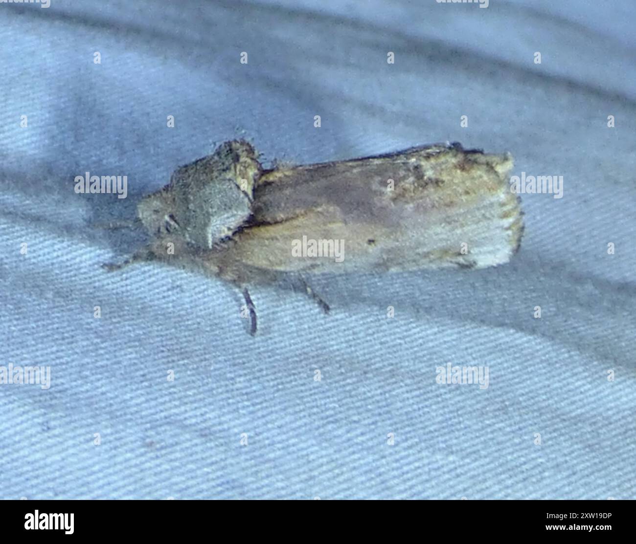 Red-humped Caterpillar Moth (Oedemasia concinna) Insecta Stock Photo ...