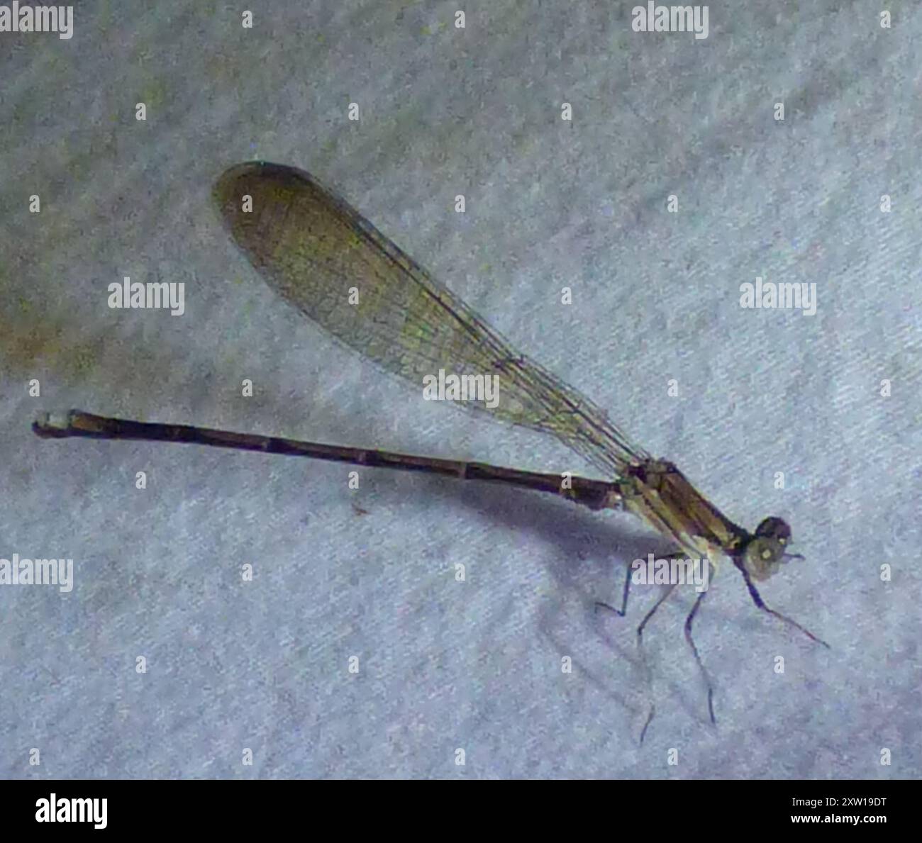 Blue-tipped Dancer (Argia tibialis) Insecta Stock Photo - Alamy