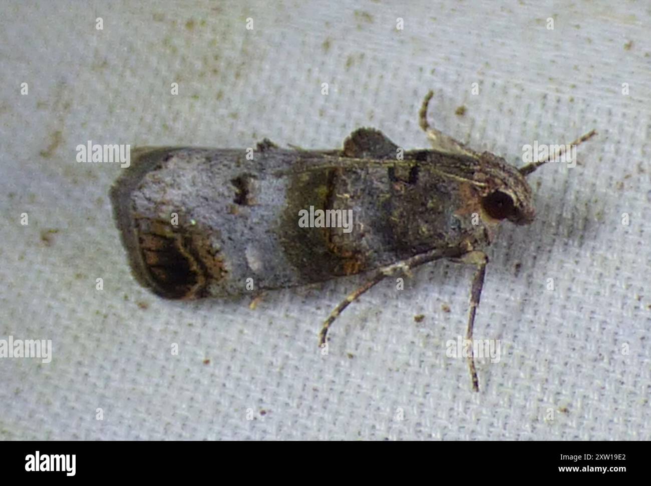 Orange-tufted Oneida Moth (Oneida lunulalis) Insecta Stock Photo - Alamy