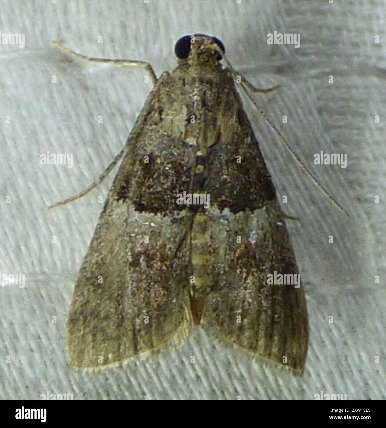 Maple Webworm Moth (Pococera asperatella) Insecta Stock Photo - Alamy