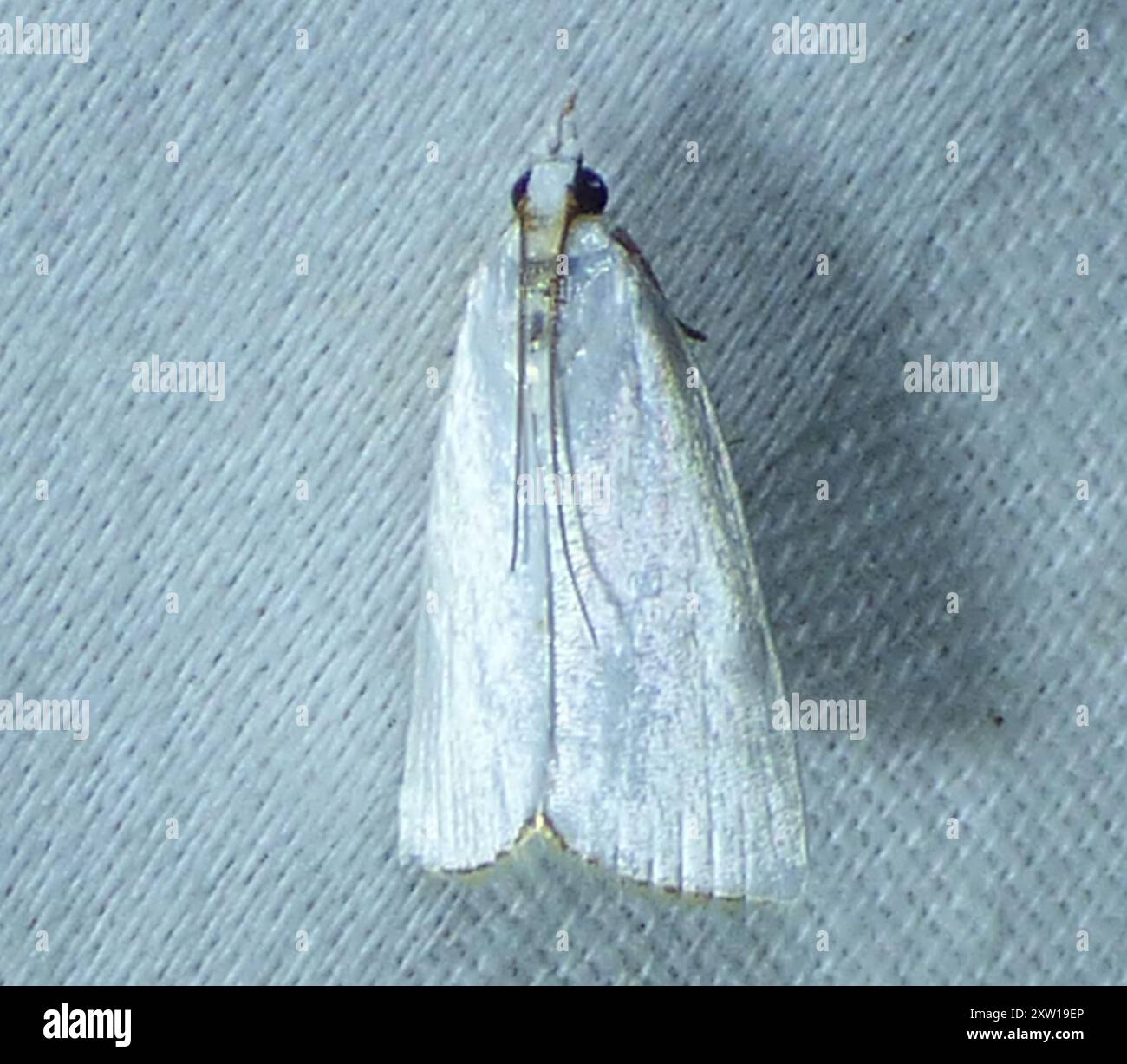 Snowy Urola Moth (Urola nivalis) Insecta Stock Photo - Alamy