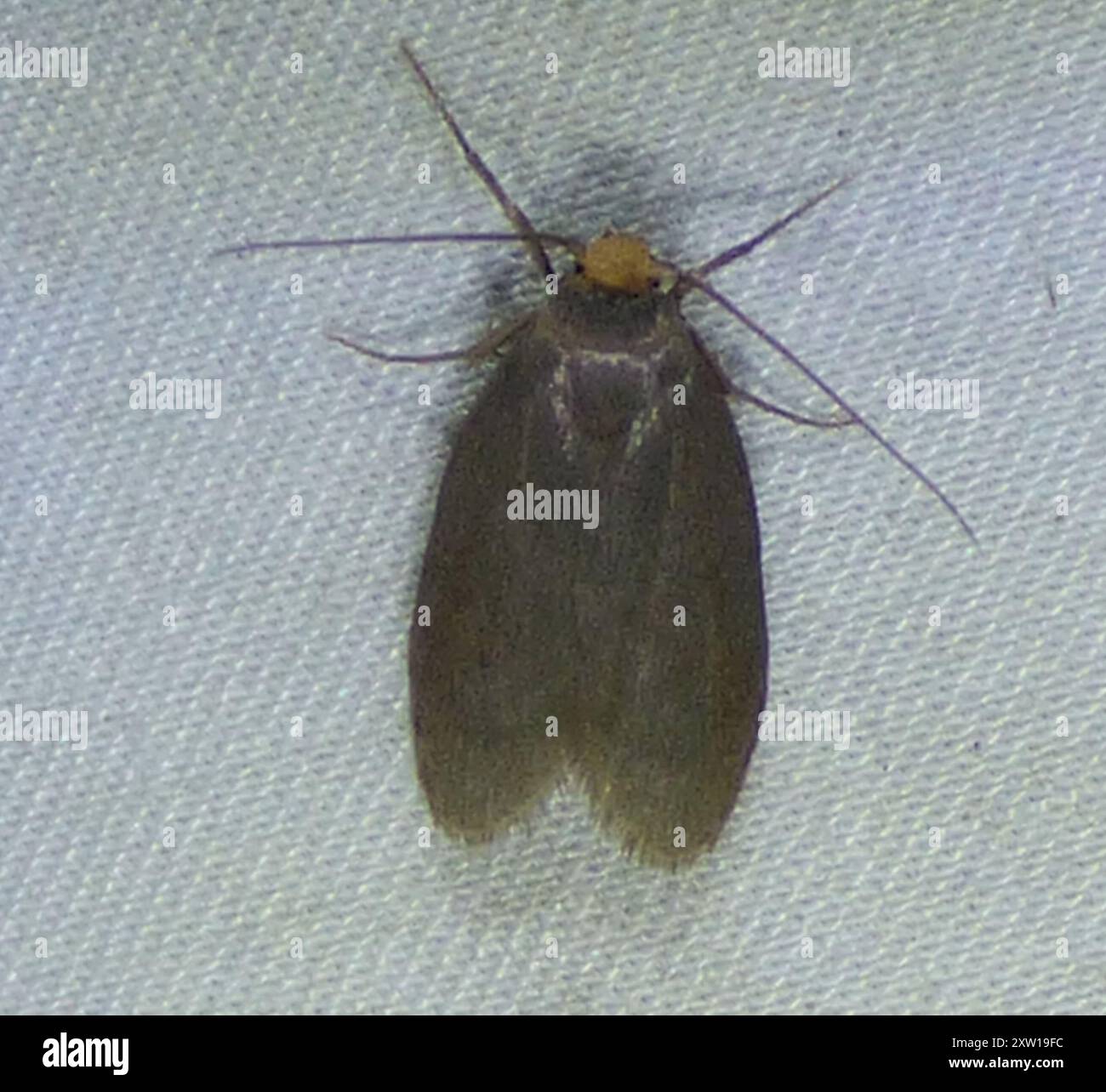 Lesser Wax Moth (Achroia grisella) Insecta Stock Photo - Alamy