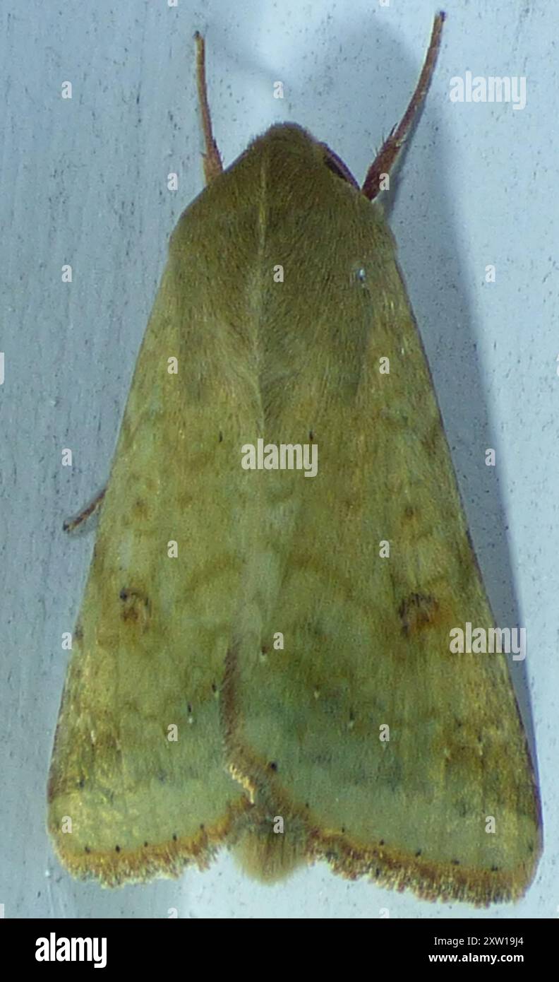 Corn Earworm Moth (Helicoverpa zea) Insecta Stock Photo - Alamy