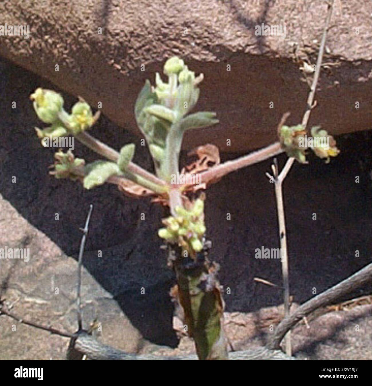 Paperbark Corkwood (Commiphora marlothii) Plantae Stock Photo - Alamy