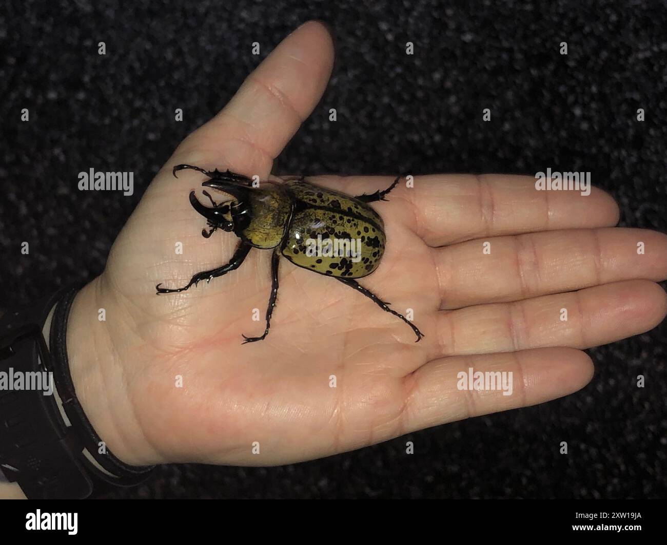 Eastern Hercules Beetle (Dynastes tityus) Insecta Stock Photo - Alamy